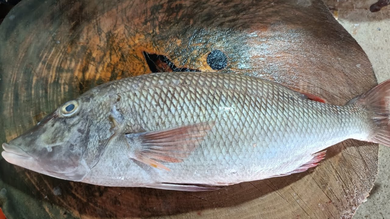 Gray snapper fish cutting skills #plz_subscribe_my_channel # ...