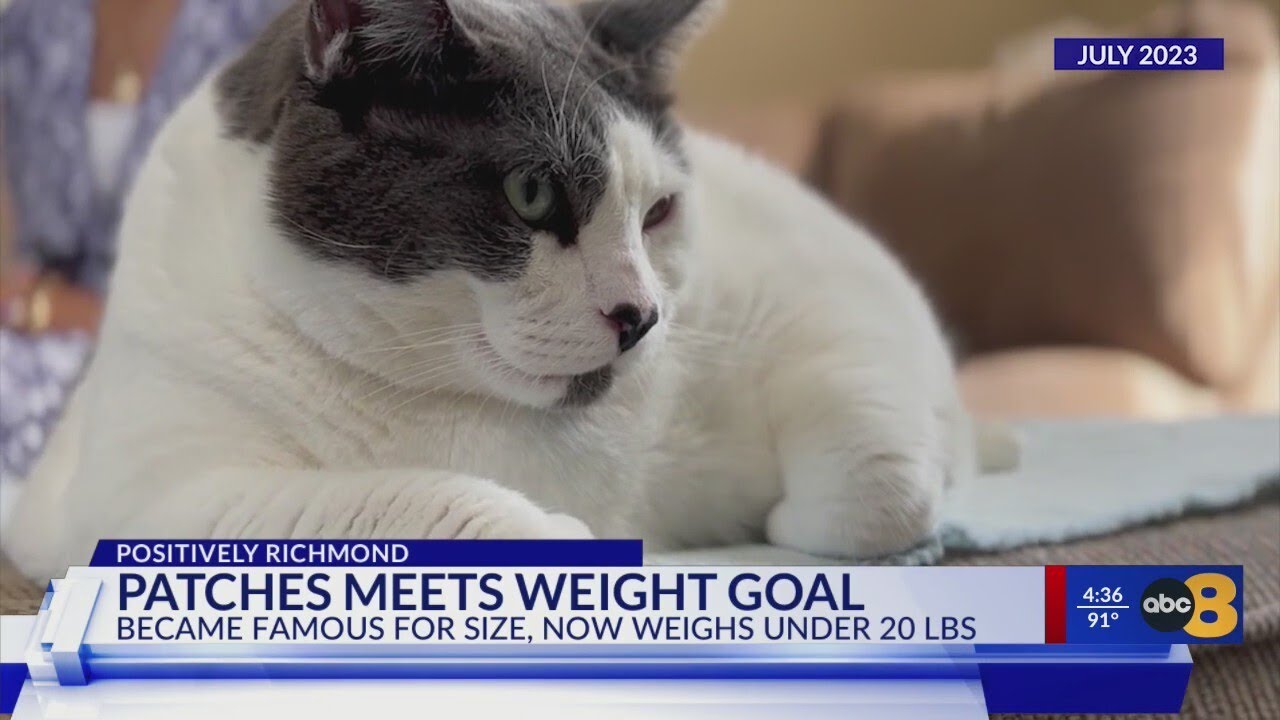 'Liberated from his girth': Cat that was once 42 pounds loses over half ...