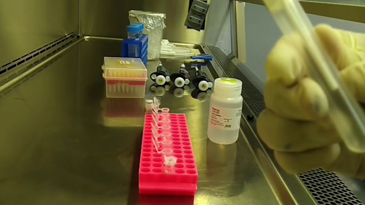 DNA Extraction from buccal swab using commercial kit - YouTube