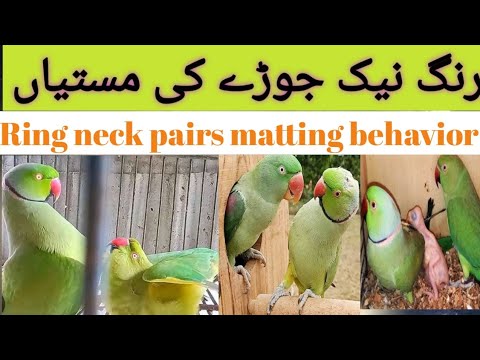 Indian Pair Matting: How to Achieve the Perfect Crossbreeding - YouTube