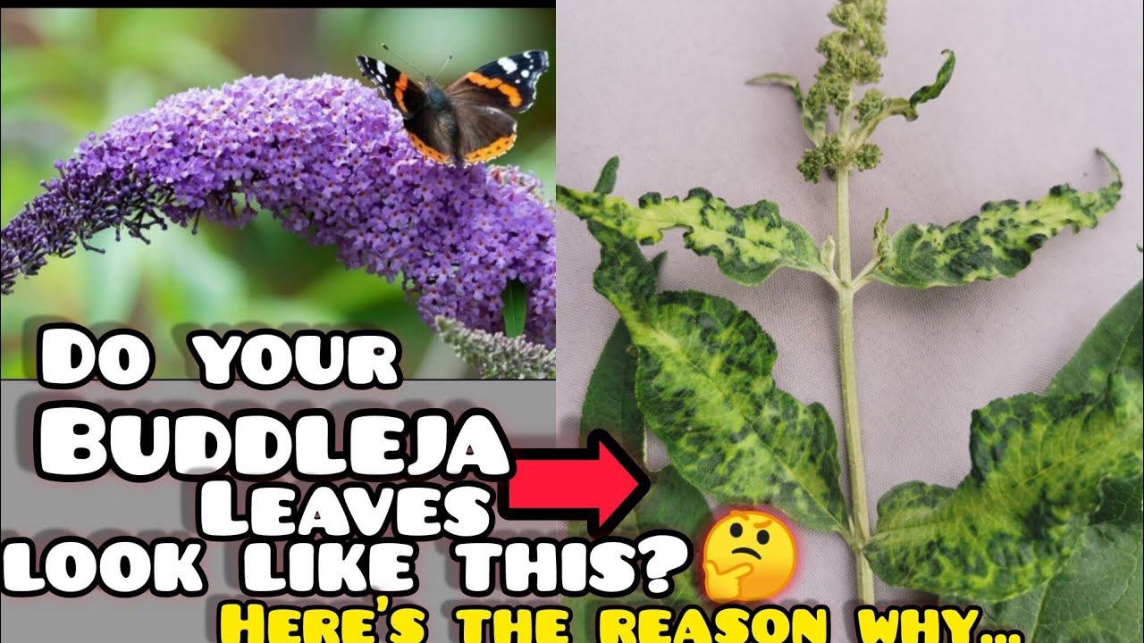 Theres a PROBLEM With Buddleja Plants Across The UK... Here's why - YouTube
