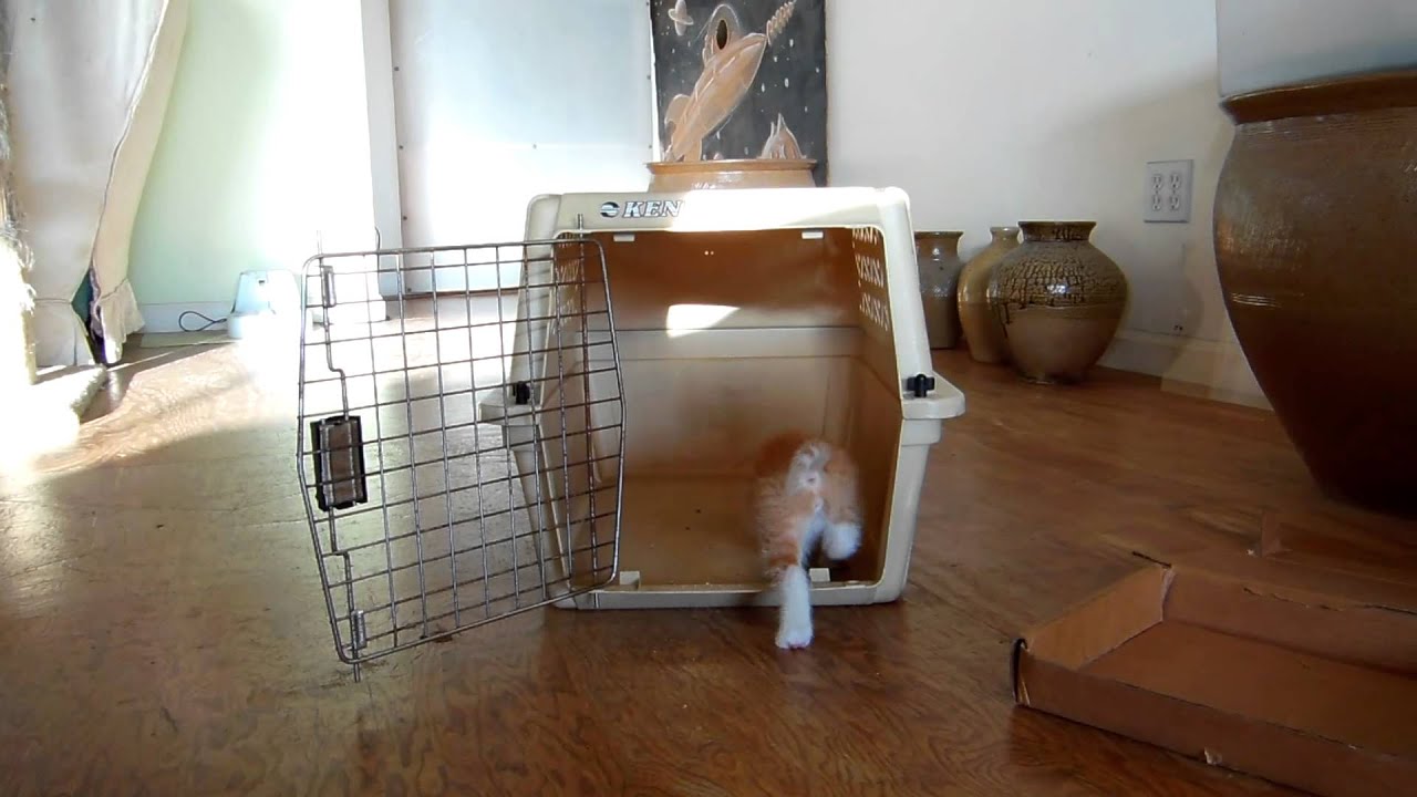 kitten stampede - YouTube