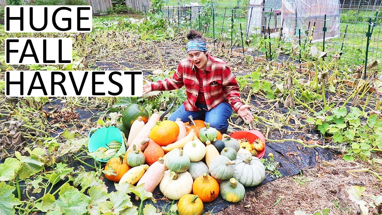 Huge Fall Harvest! Winter Squash, Tomatoes and Peppers! - YouTube