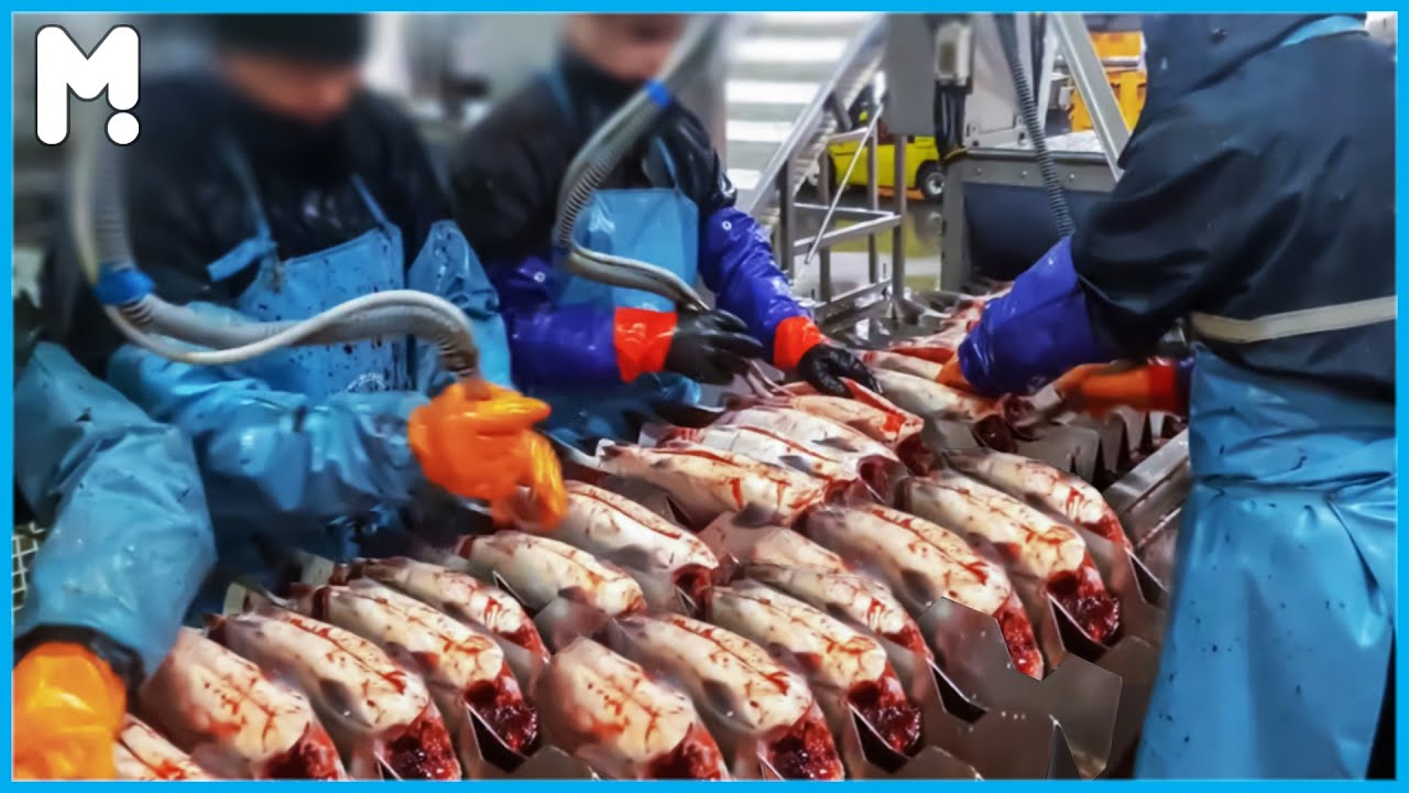 Awesome Fish Fillet Processing Line Technology - How's It Made Fish ...