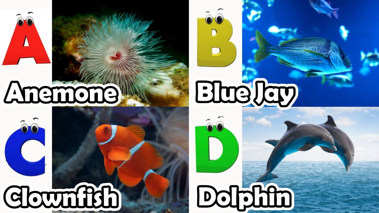 ABC phonics animals | ABC Sea Animals song | English and Animals for ...