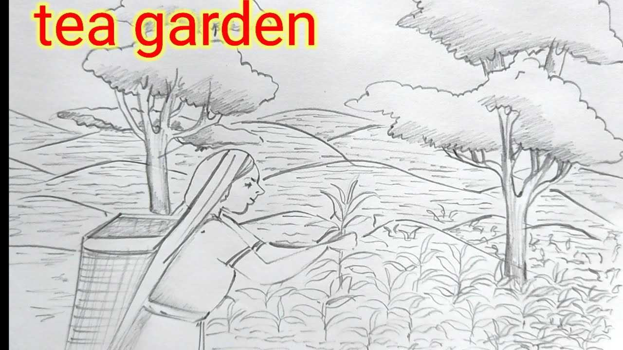 Tea garden drawing easy/tea field/চায়ের বাগান আকা সহজে#চাবাগান# ...