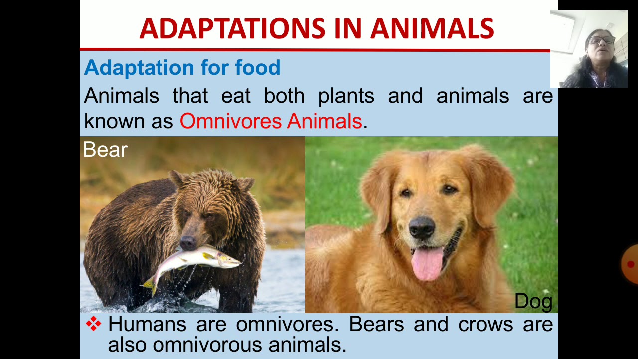 Class 4 science chapter 8 adaptations in animals part 3 YouTube class-4-science-chapter-8-adaptations-in-animals-part-3-youtube