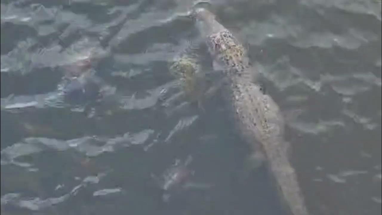 Alligator gets cosy with turtles - YouTube