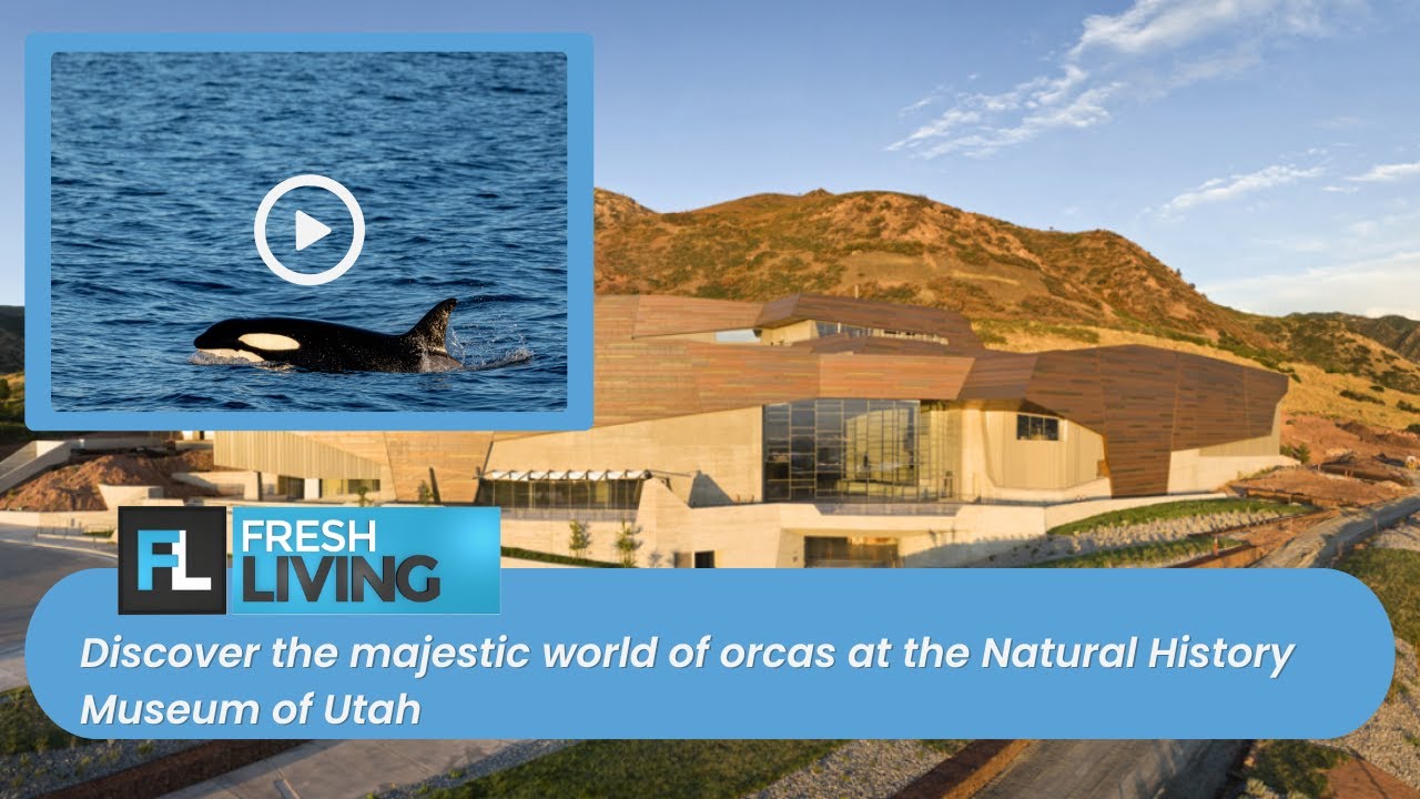 Discover the majestic world of orcas at the Natural History Museum of ...
