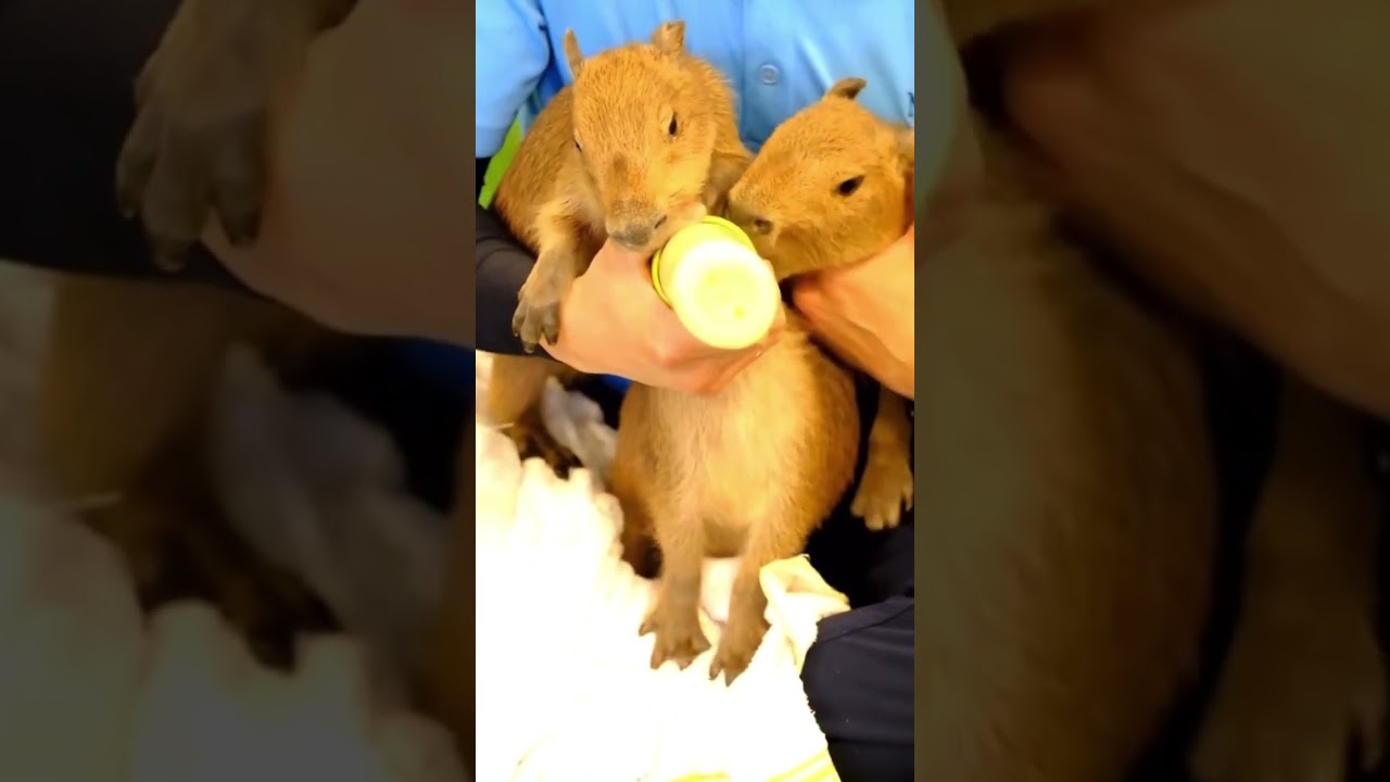 Baby Capybaras Want Milk - YouTube