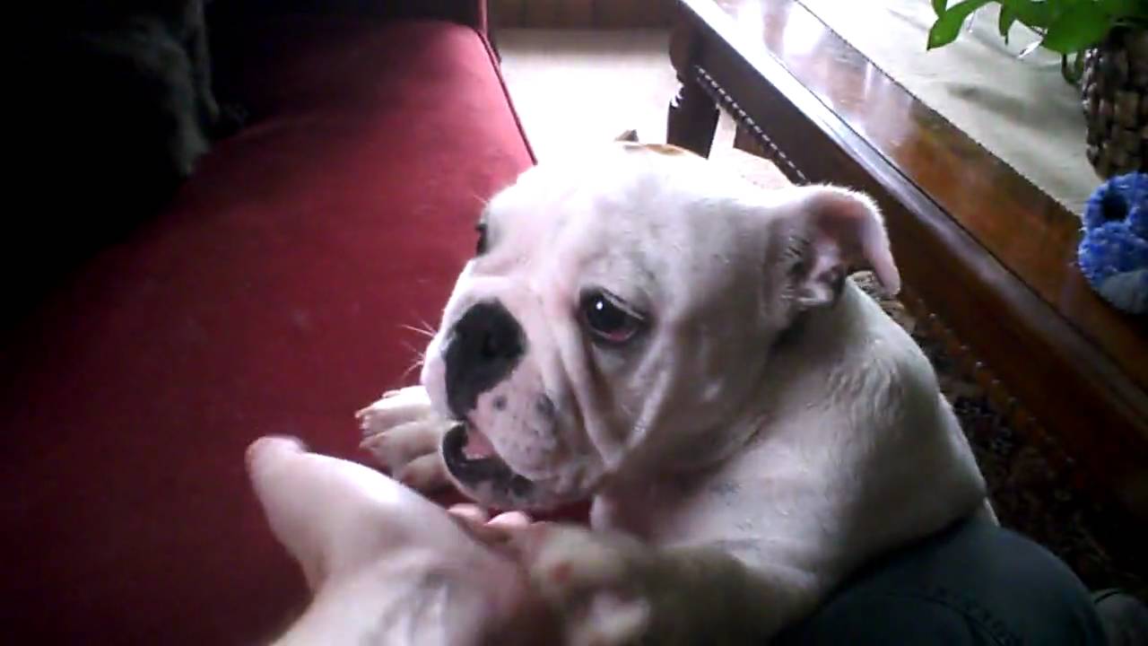 Bulldog Boxing Match With Coach Potato Cat - YouTube