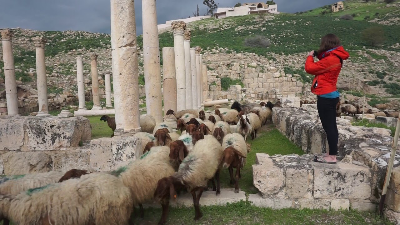 Sheep in Jordan - YouTube