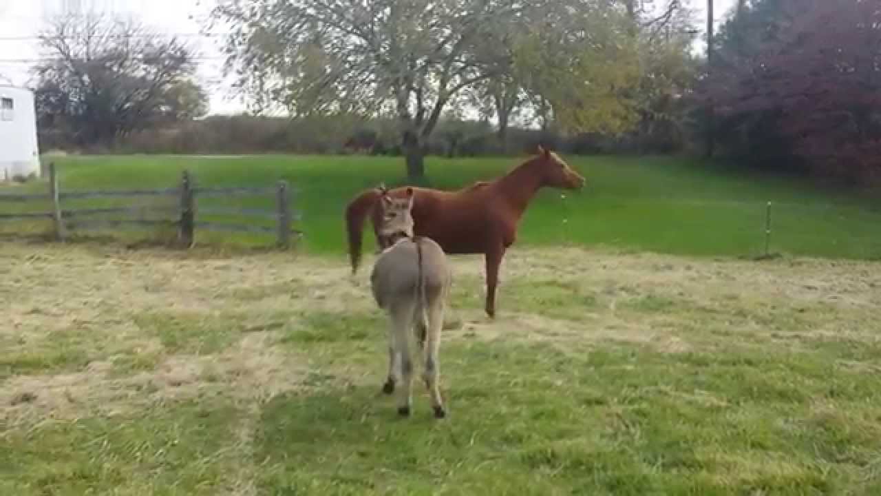 Silly Critters, November 2014 - YouTube