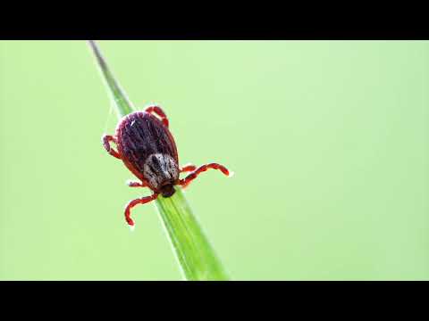 What Tree Do Ticks Live In