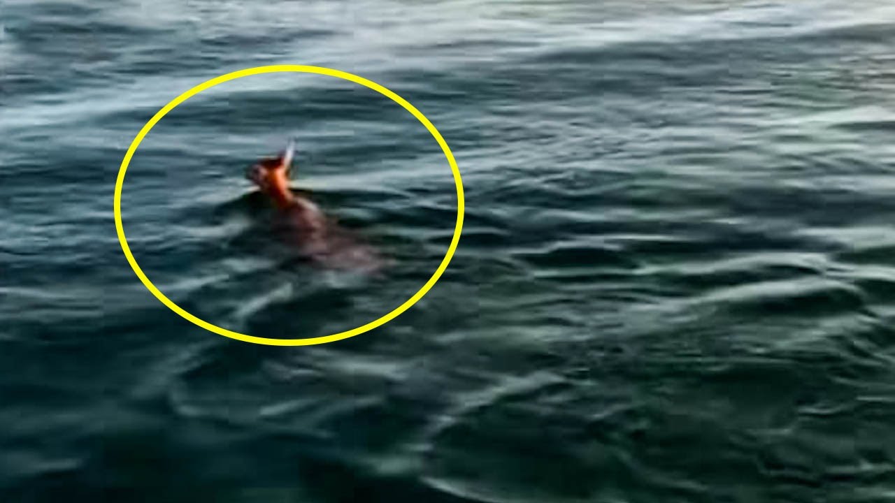 This Family Were Out Fishing On Lake When They Spotted A Strange Shape ...