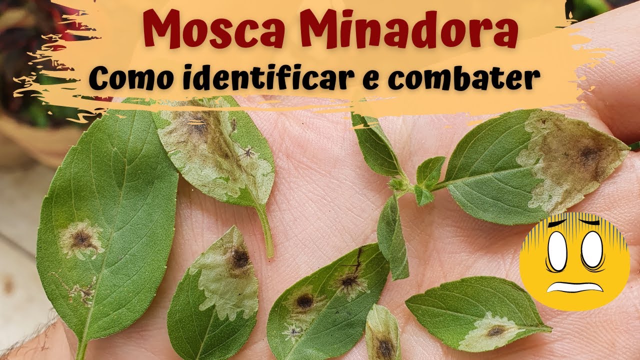 Mosca minadora - Como identificar e combater. - YouTube
