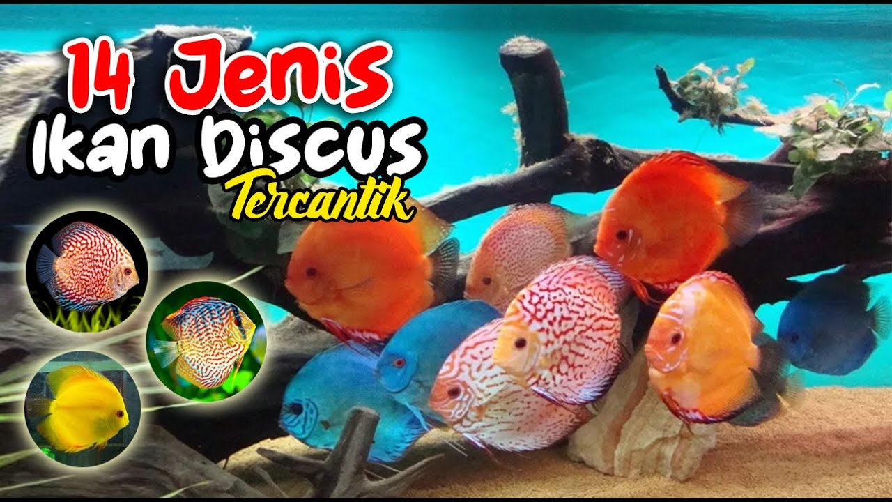 14 Jenis Ikan Discus Tercantik dan Terpopuler 2022 - YouTube