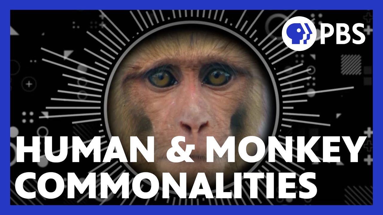 Commonalities Between Humans and Monkeys | Hacking Your Mind | PBS ...