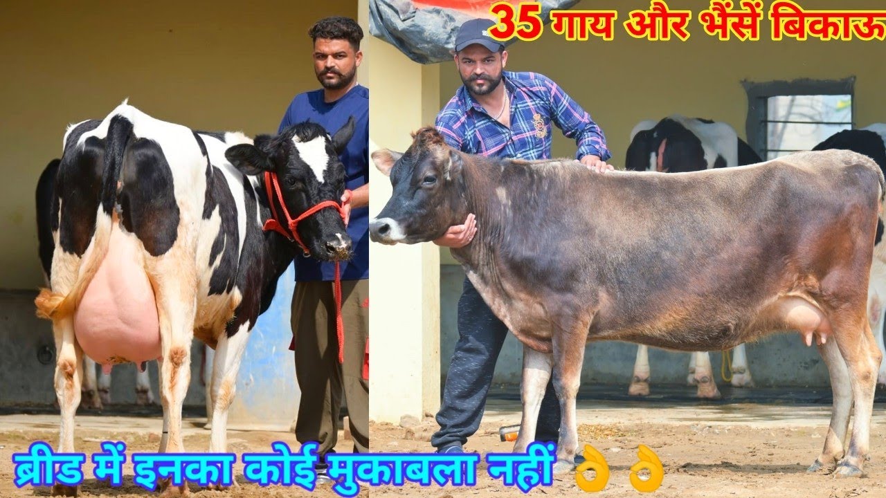 20 से 35 लीटर दूध वाली 25 गाय, 10 भैंसें बिकाऊ।यहां सब कुछ मिलेगा।Samra ...