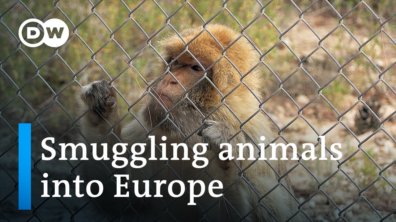 Illegal trafficking of endangered animals on the rise in Europe | Focus ...