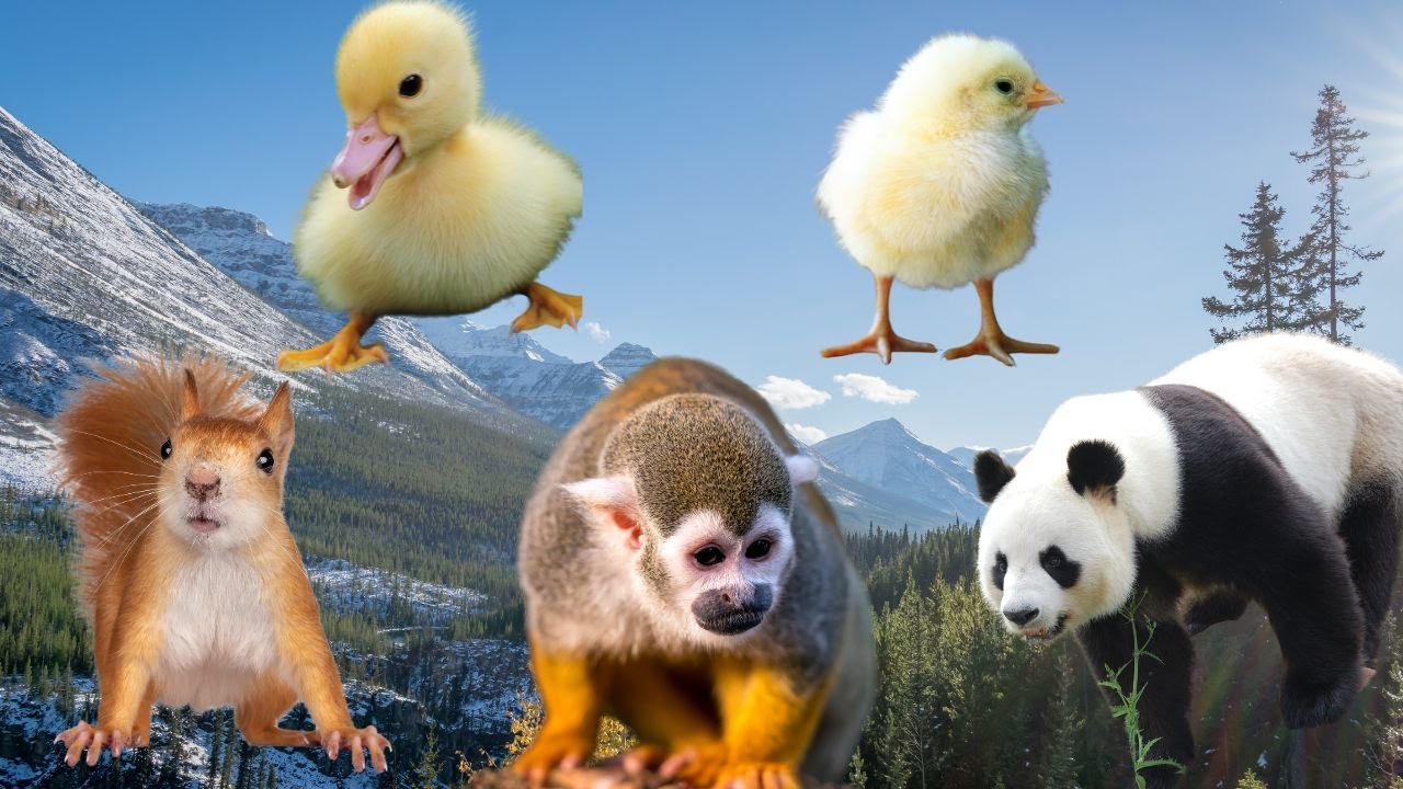 Cute Baby Animal: Panda, Cow, Sheep, Swan, Peacock, Flamingo, Ladybug ...