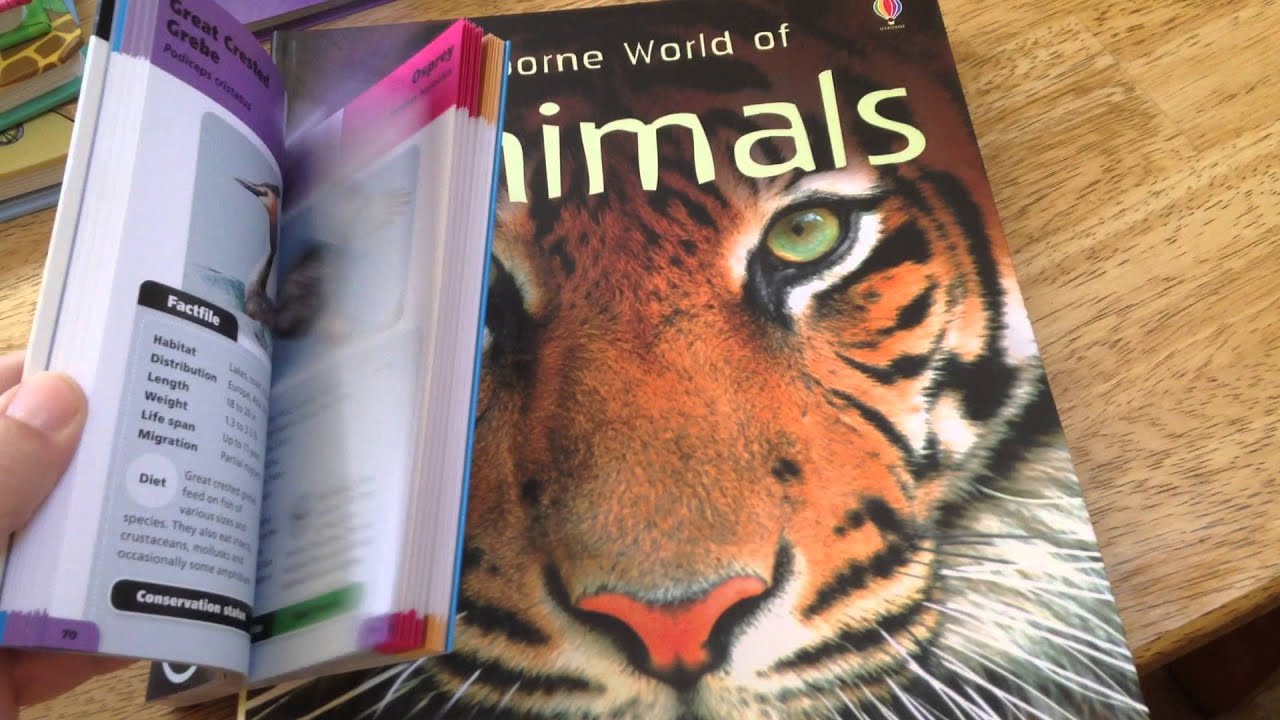 Usborne Books for Elementary Aged Kids - YouTube