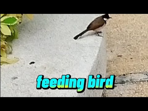 Lovely bird ask food. #bird #feeding - YouTube