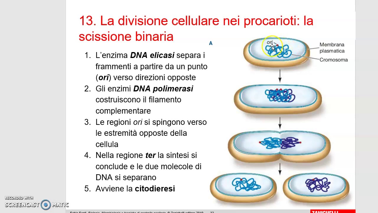 La divisione cellulare nei procarioti 2 - YouTube