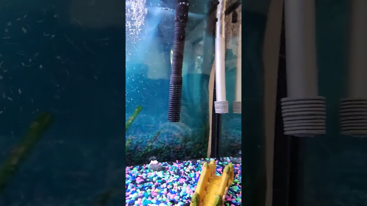 AMAZING FISH TANK - YouTube