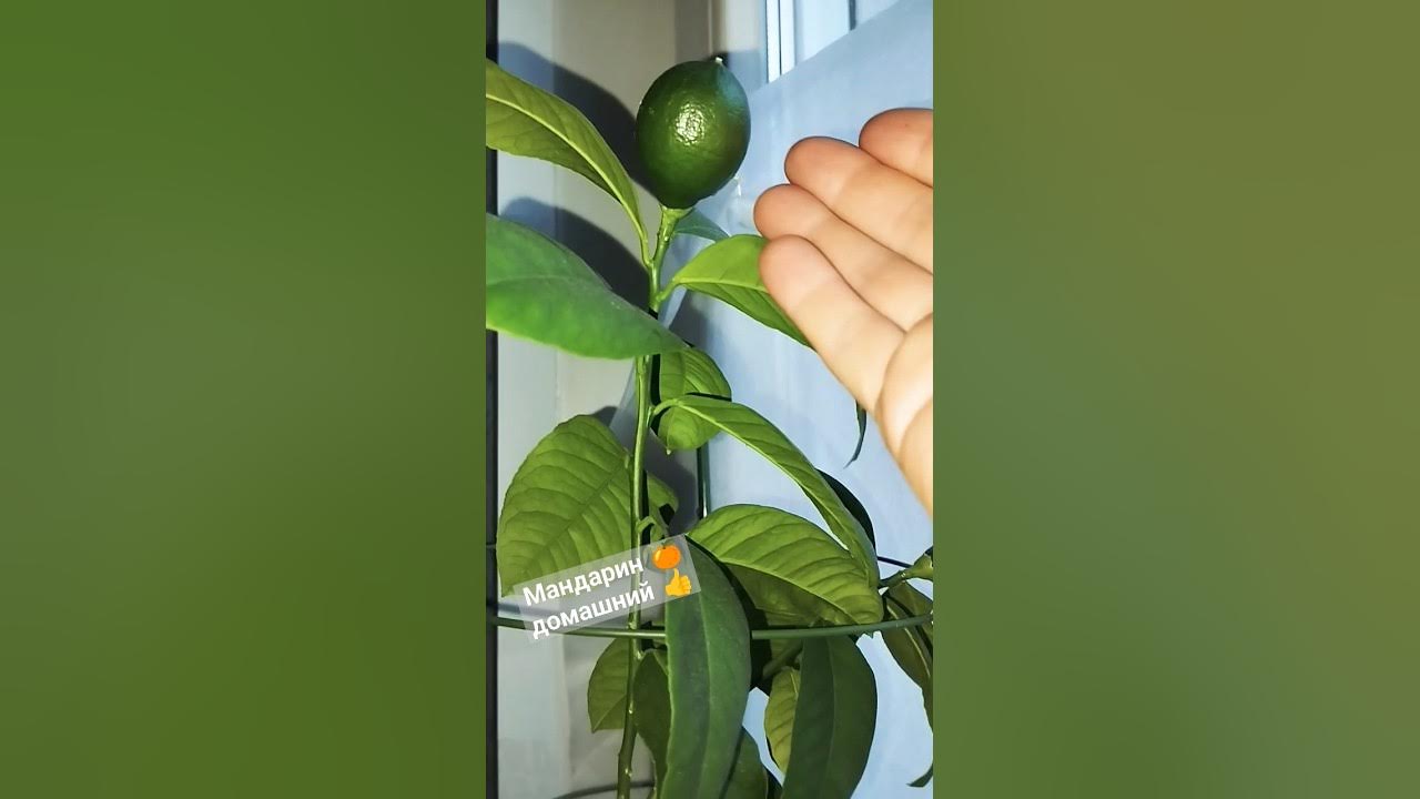 Карликовый мандарин 🍊 домашний 👍 #сад #фрукты #мандарин#лимончики - YouTube