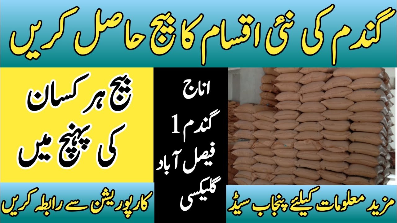 wheat seed availability at Punjab Seed Corporation| Agriculture ...