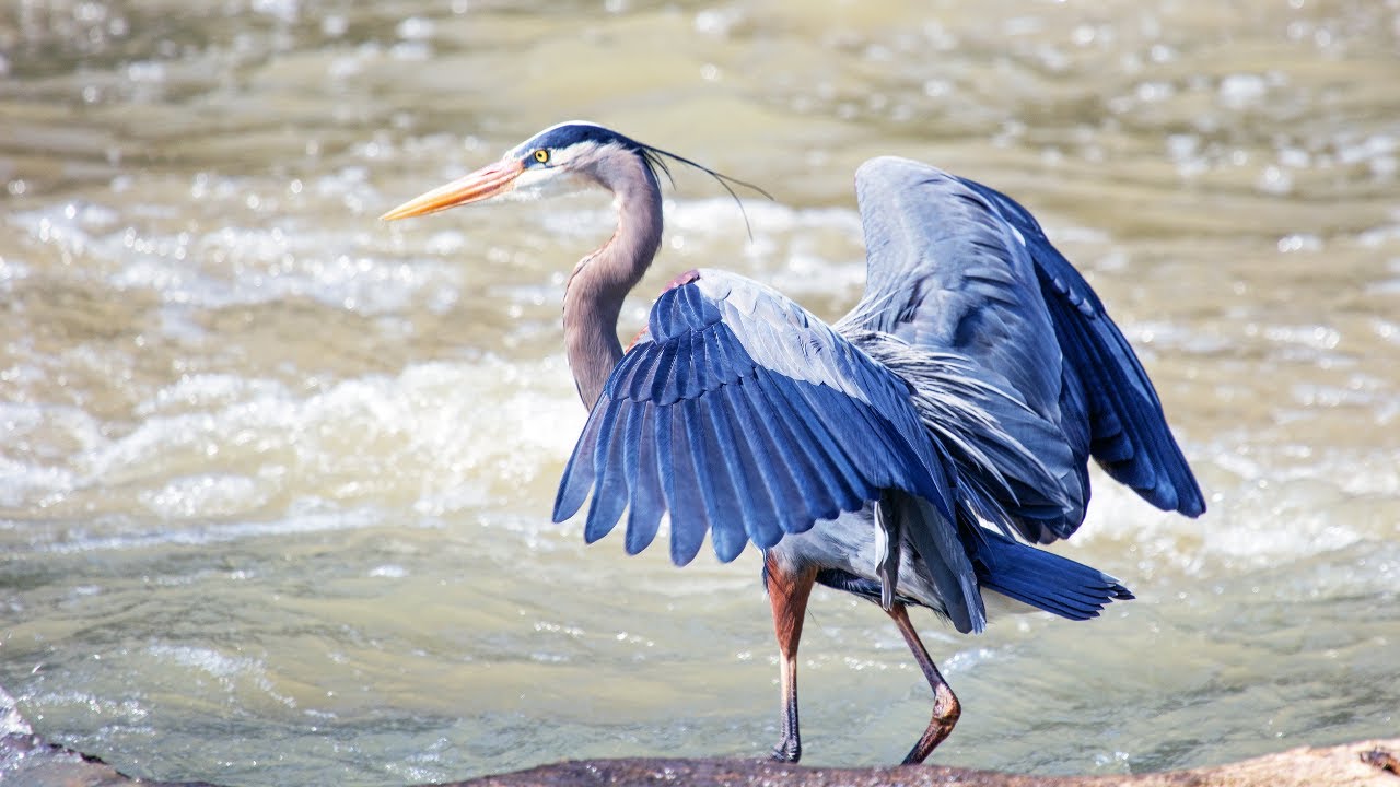 exploring-the-fascinating-world-of-herons-discovering-the-different