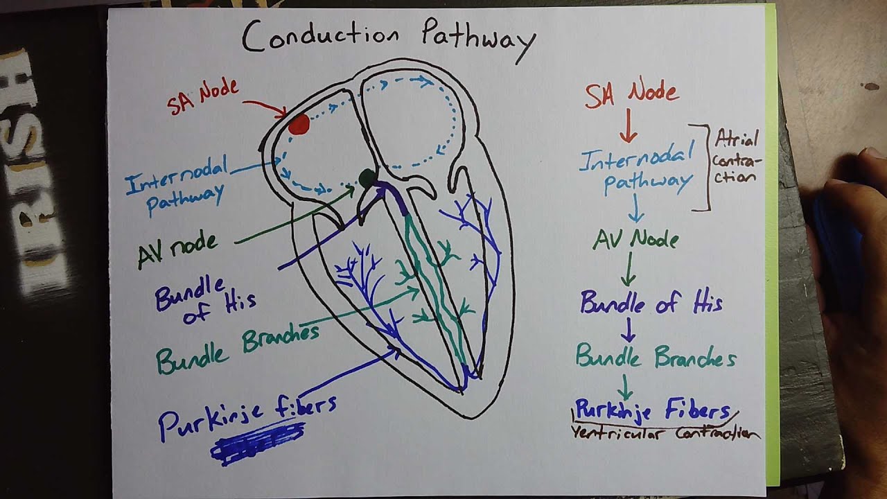 Conduction pathway through the heart - YouTube