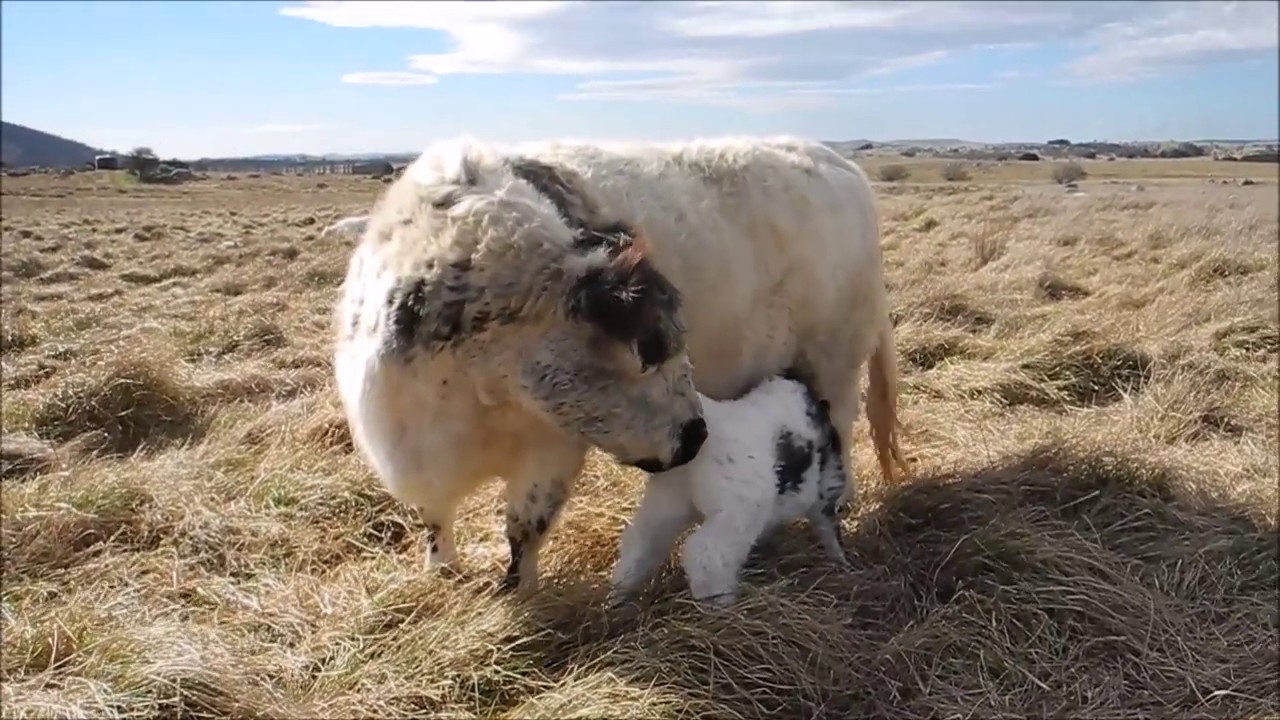 Daylight & Baby Girl - Miniature White Galloway - YouTube