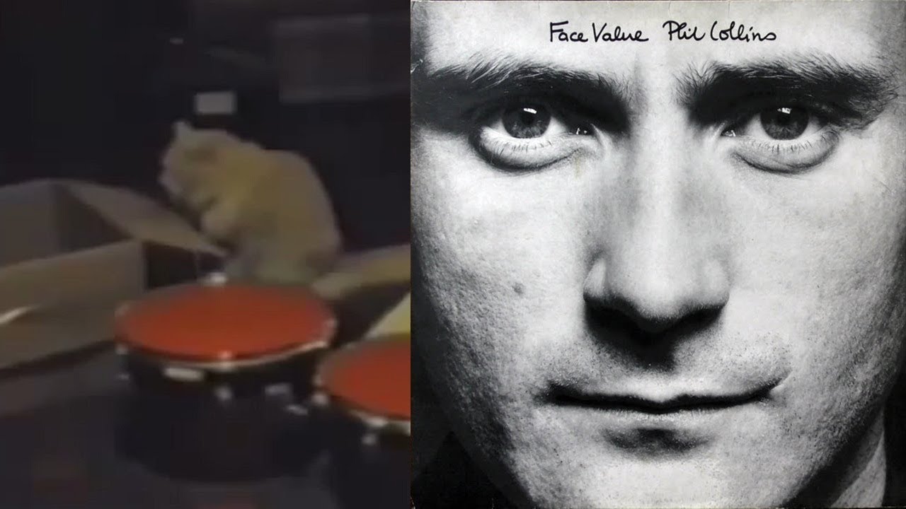 In the air tonight by Phil Collins meme (Cat cardboard drum) - YouTube