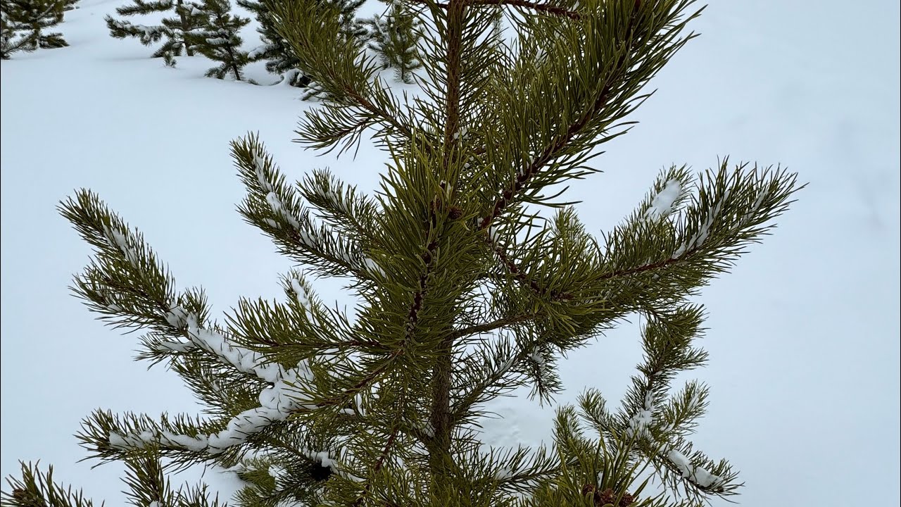 High Altitude Pine Trees! - YouTube