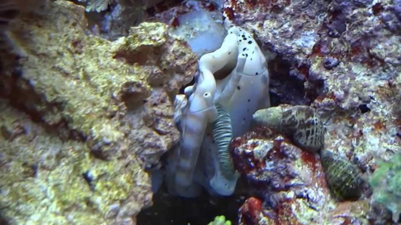 Red Sea Reefer 250 : Strombus - YouTube