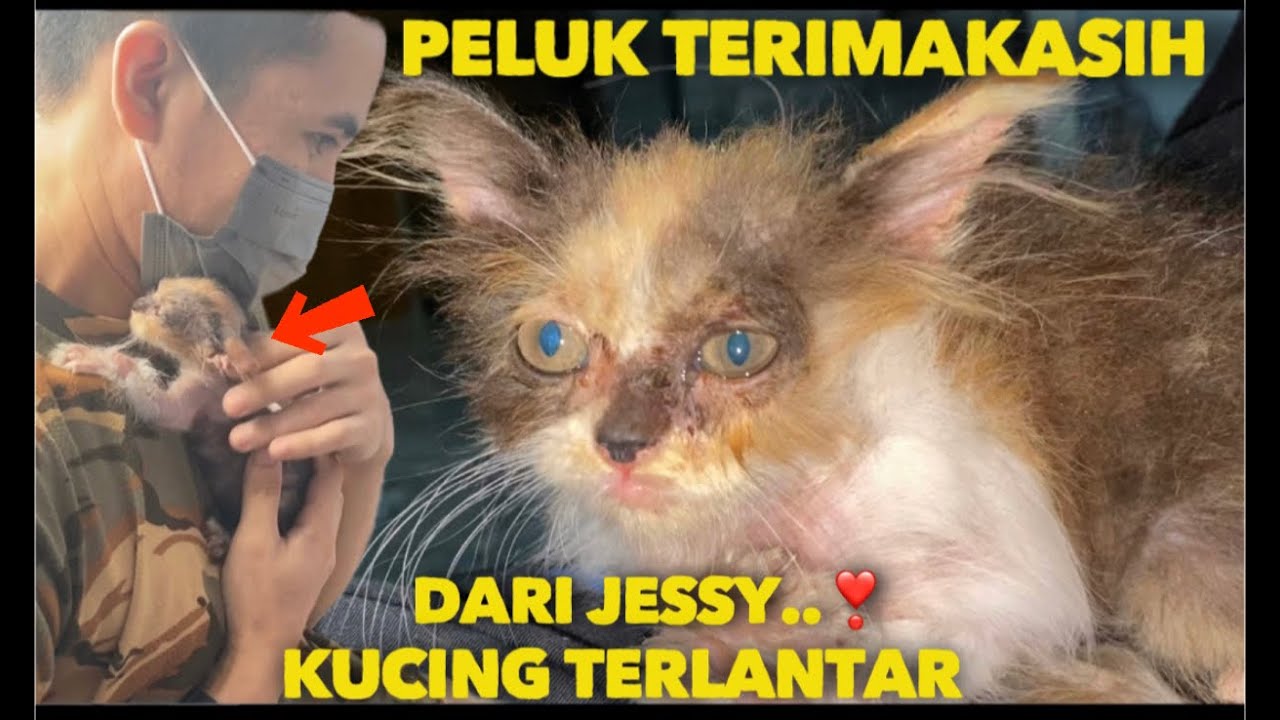PELUK TERIMAKASIH JESSY ANAK KUCING YANG TERLANTAR - YouTube
