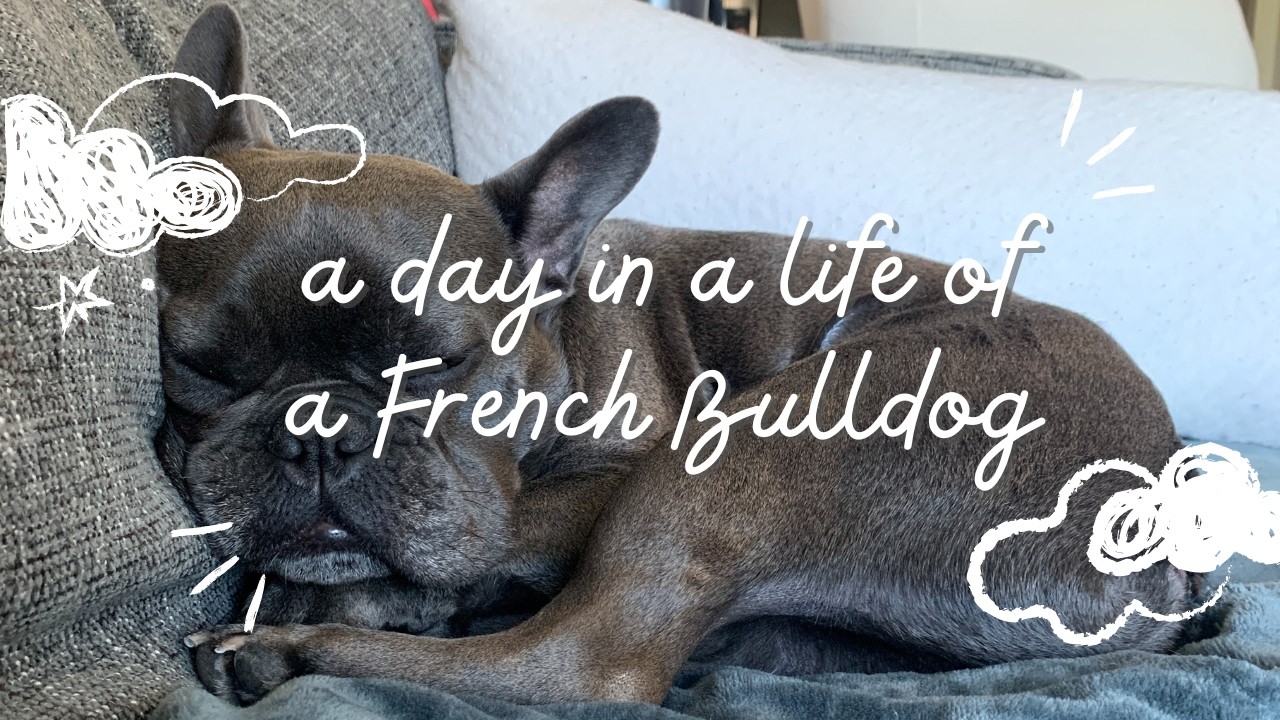A Day in the Life of Frank 🐾 | French Bulldog Adventures & Naptime ...