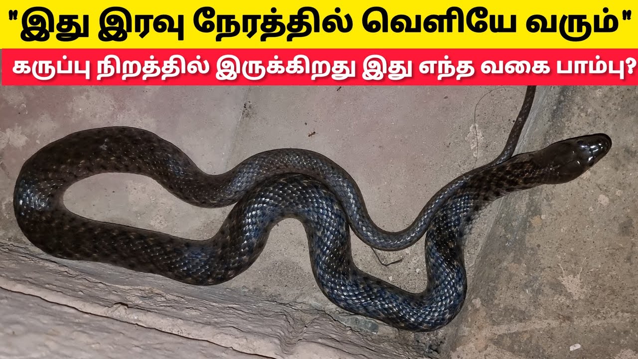 இரவில் வீட்டு வாசலில் படுத்திருந்த பாம்பு | இது எந்த வகை பாம்பு என்று ...
