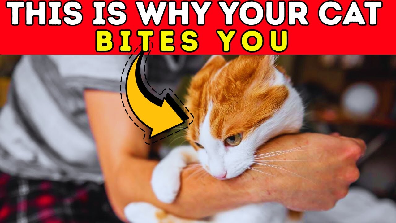 Why Your Cat Bites You — The Real Science Behind Feline Aggression 😼 ...