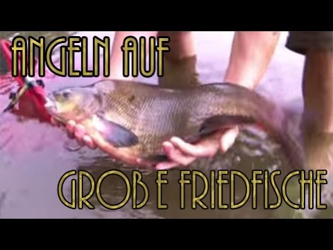 Angeln auf große Friedfische - YouTube