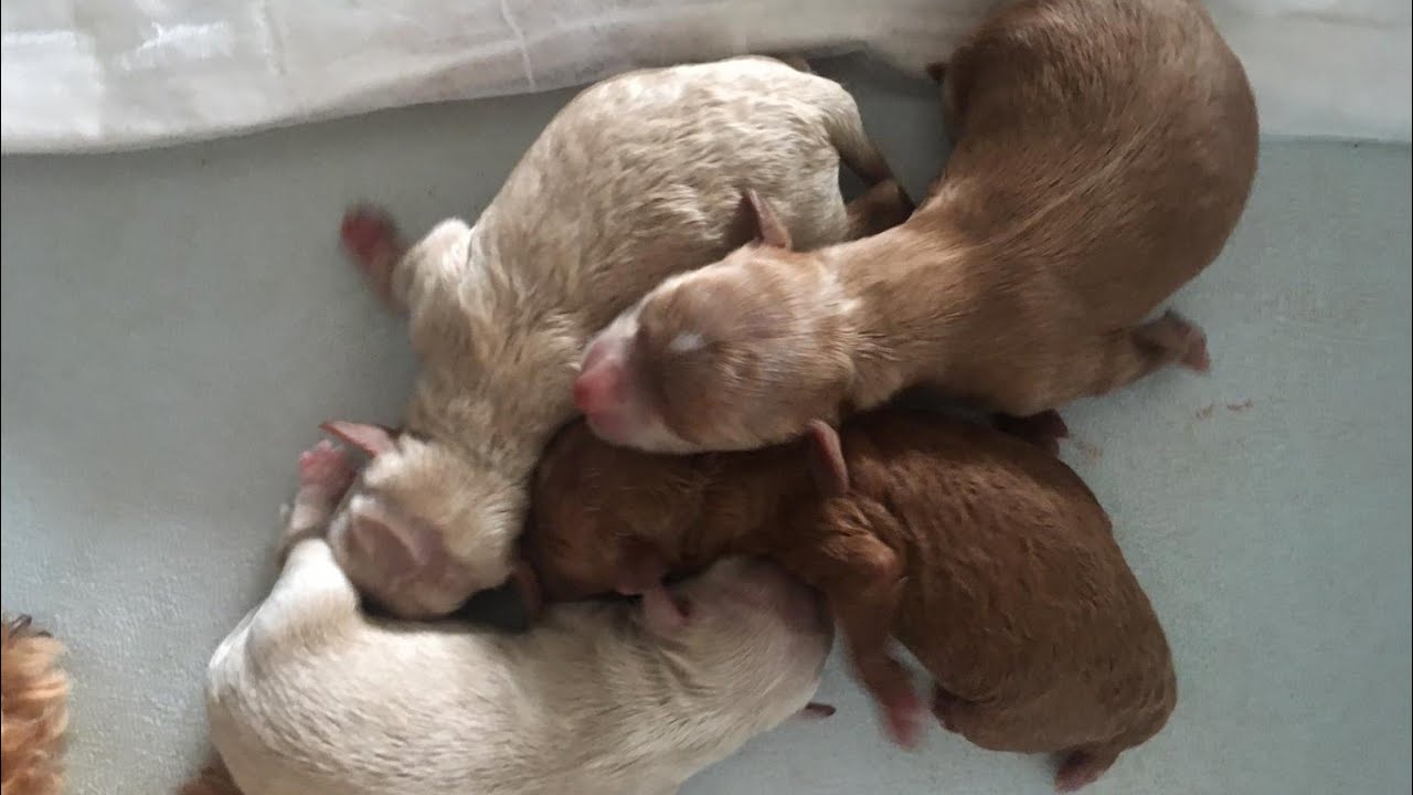AMAZING Poodle giving birth to her 4th puppy... #shorts - YouTube