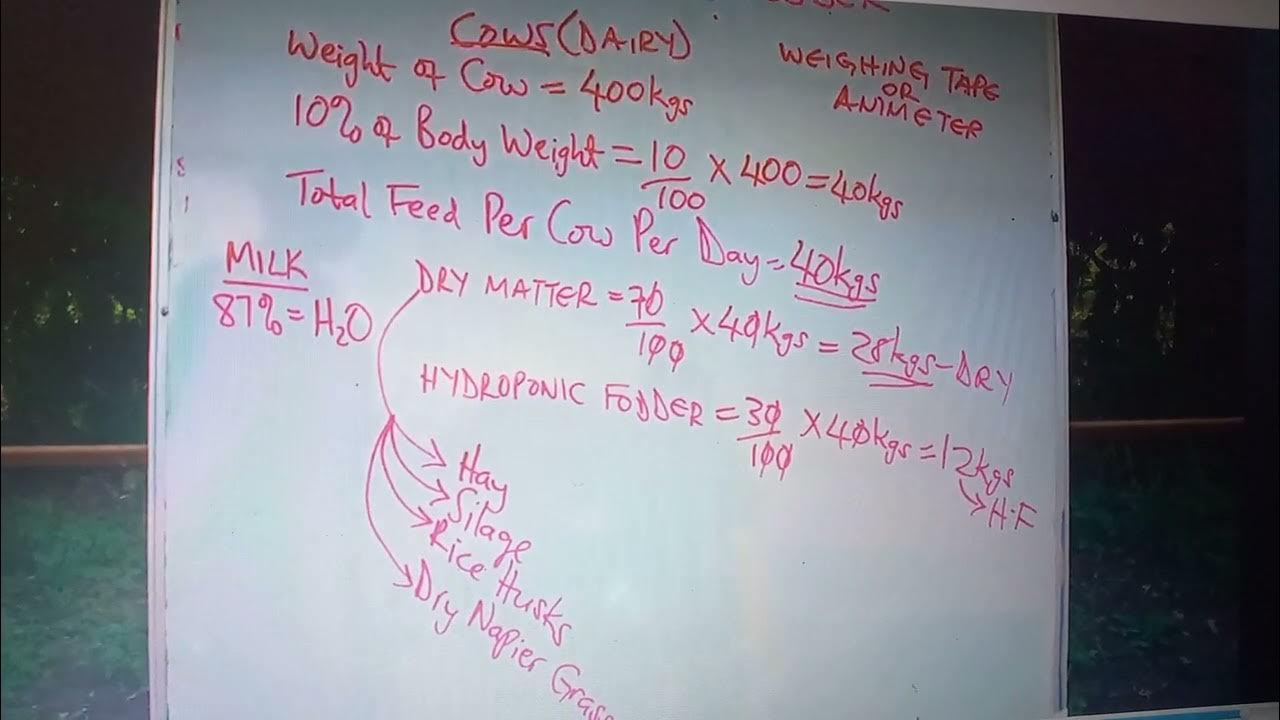 How to calculate dairy cow feed requirement and feeding of fodder - YouTube
