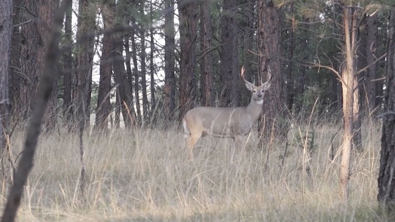 Bowhunting Lesson: When Deer Become Moving Targets - YouTube