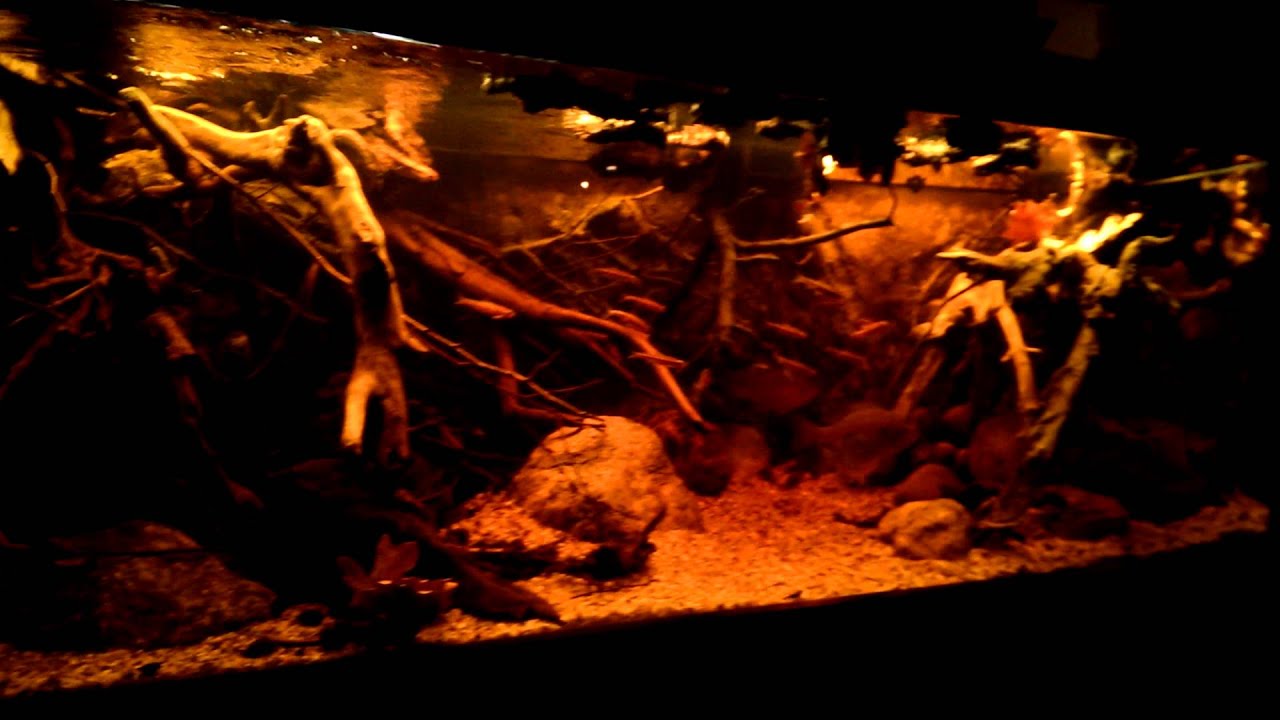 Northamerican native species biotope. New layout. - YouTube
