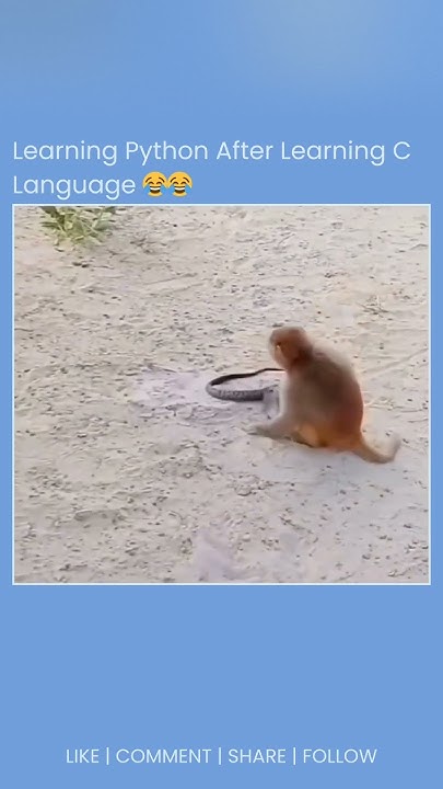 learning python 🐍 #python #pythonprogramming #funny #coding #viralshort #trending - YouTube