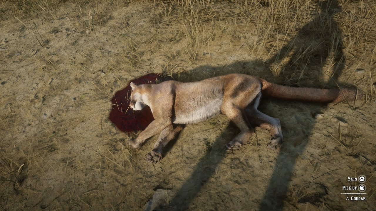 Red Dead 2 Online: The Best Way to Get Money! (Cougar Hunting) - YouTube