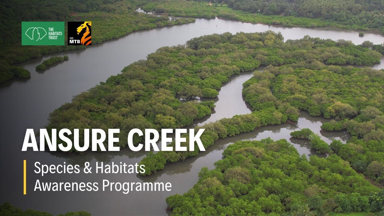 Maharashtra's Ansure Creek: Hidden Wildlife Haven | THT Films - YouTube