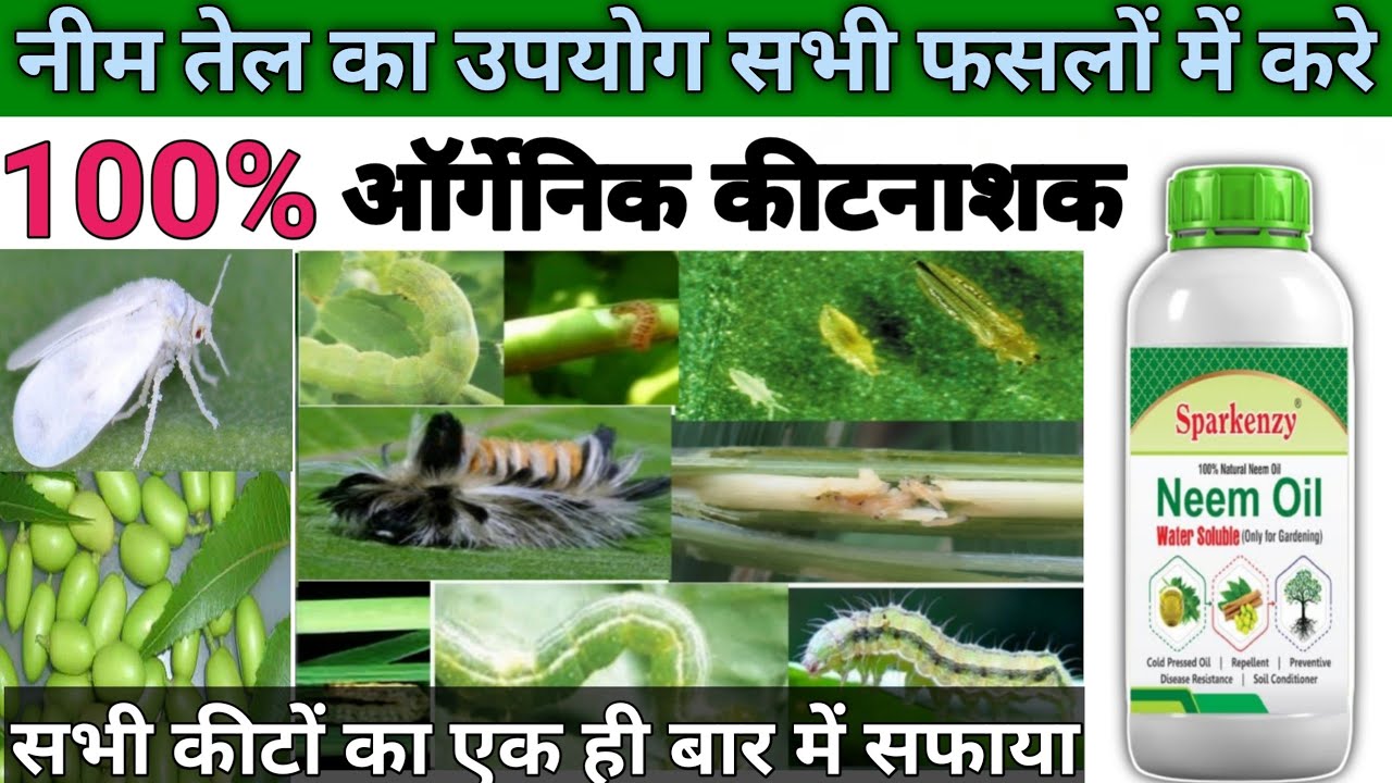 नीम तेल का उपयोग कैसे करें l Neem Tel Organic hai ya Rasayanik l Neem ...